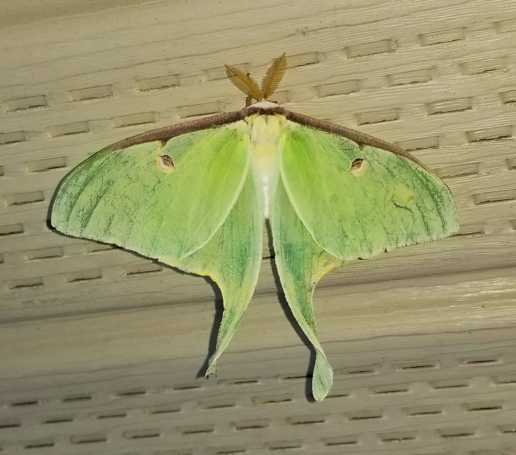 North American Luna Moth from Fentress County, TN, USA on August 29 ...
