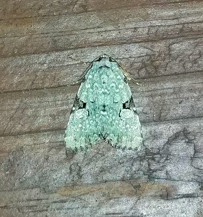 Green Leuconycta Moth from Fentress County, TN, USA on August 28, 2024 ...