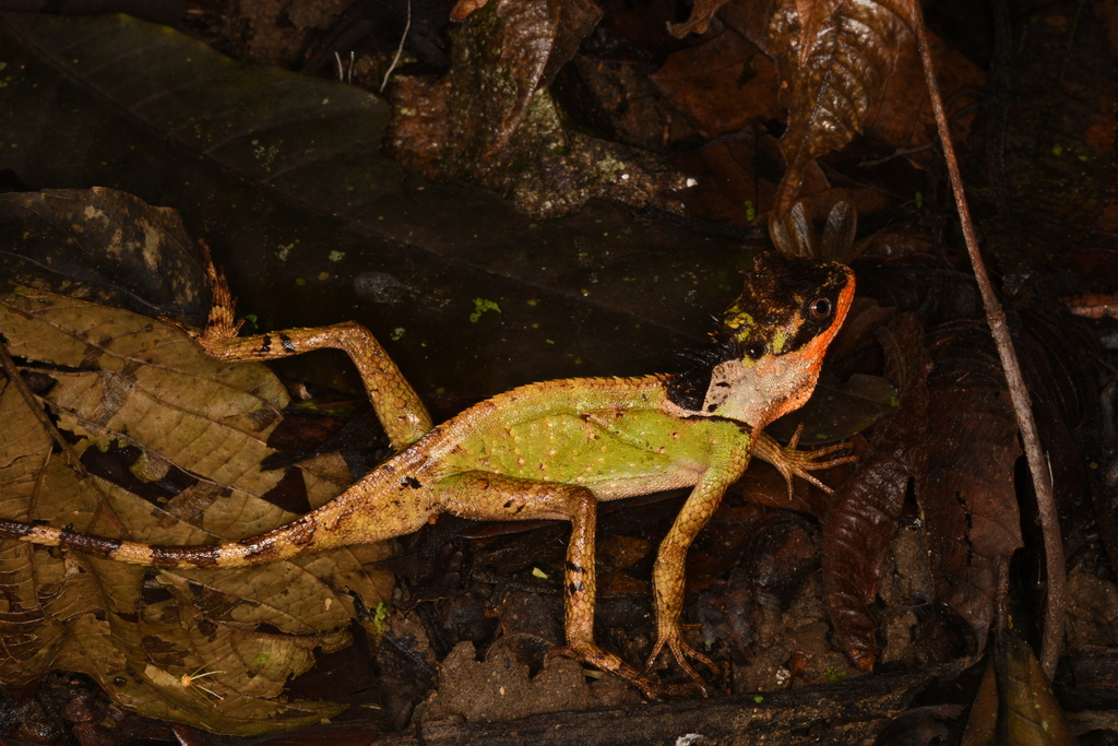 Acanthosaura rubrilabris from 中國西雙版納傣族自治州景洪市西雙版納原始森林公園 邮政编码: 666106 on ...