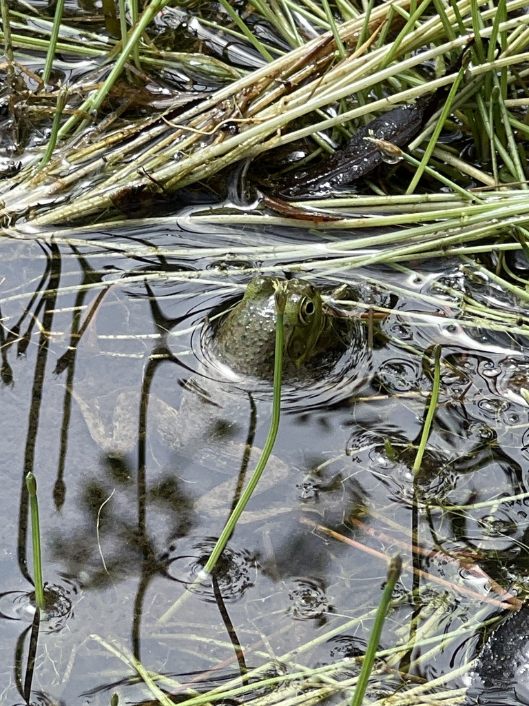 American Bullfrog from Holland, MI, US on August 29, 2024 at 01:14 PM ...