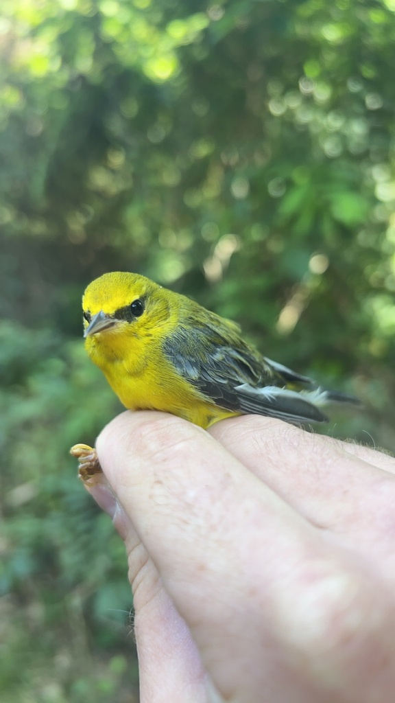 Blue-winged Warbler from Stage Point Rd, Plymouth, MA, US on August 29 ...