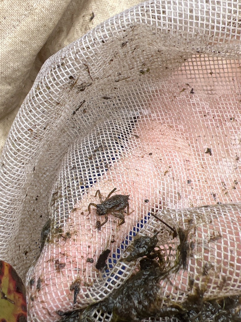 Dragonflies from Holland, MI, US on August 29, 2024 at 01:44 PM by ...