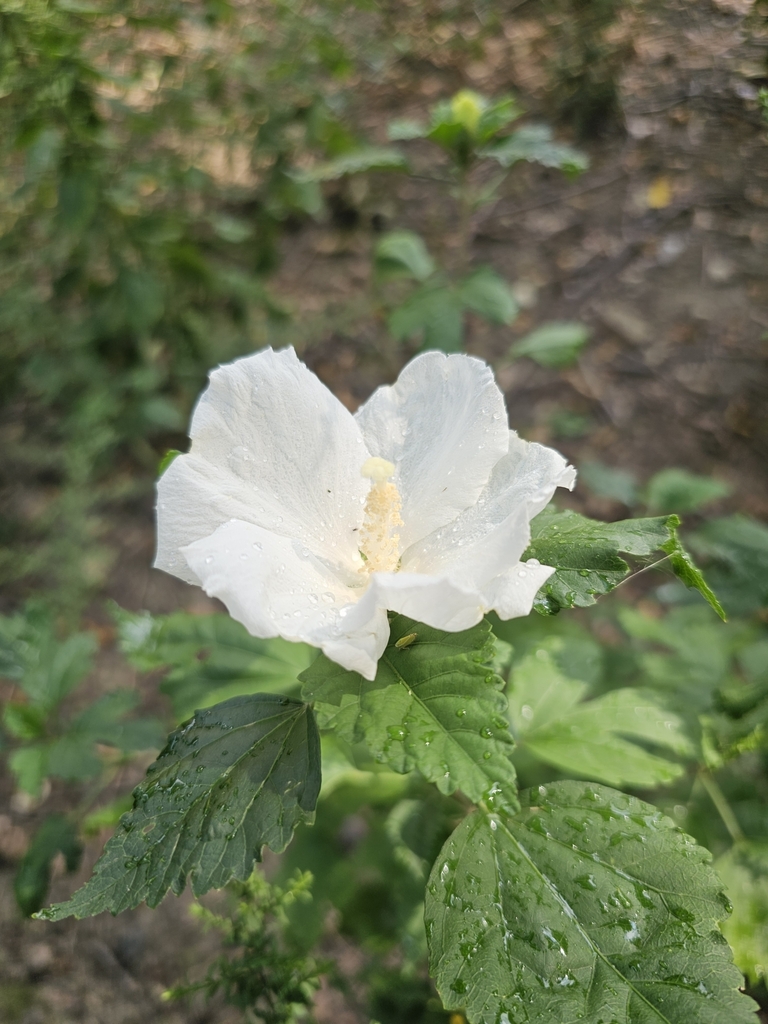 common hibiscus from SoHud, Columbus, OH, USA on August 25, 2024 at 03: ...
