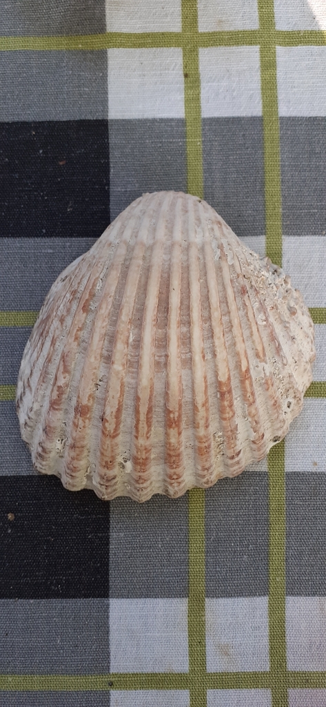 Spiny Cockle from Pontevedra, ES-GA, ES on August 29, 2024 at 06:43 PM ...