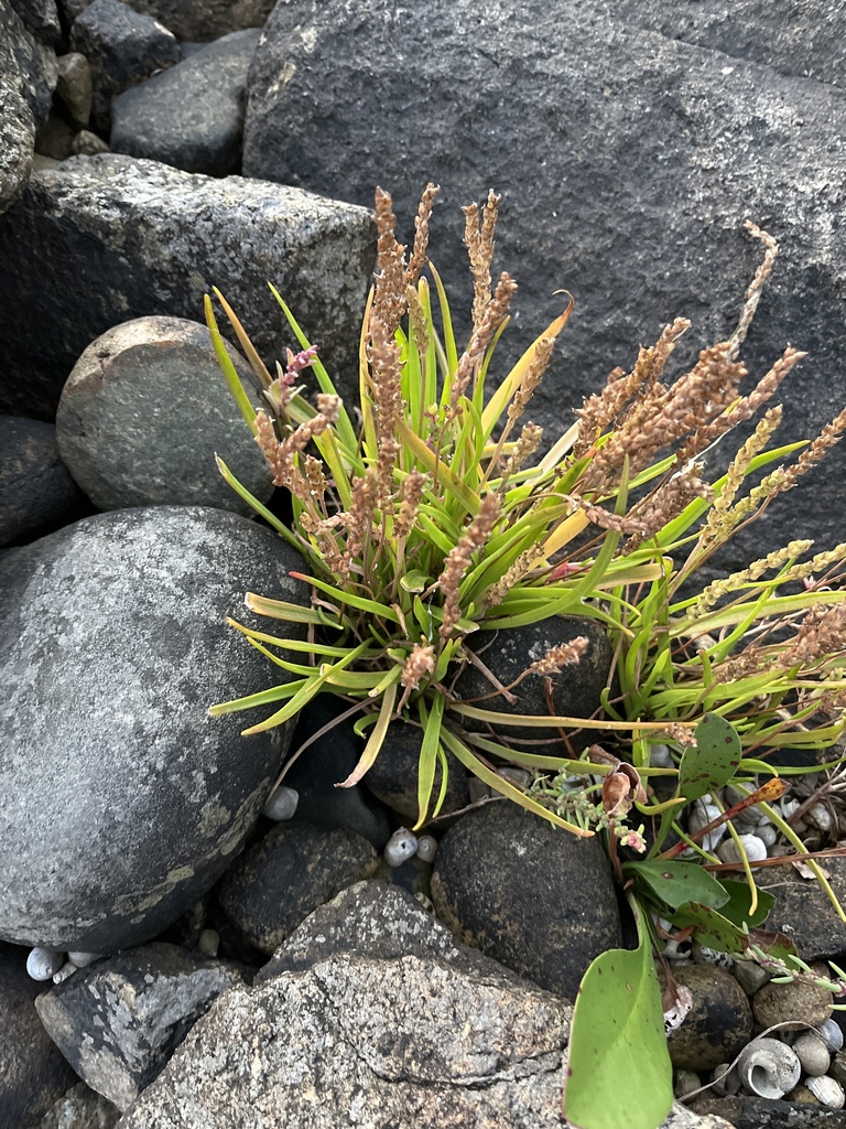 Sea Plantain from Schoodic Point, Acadia National Park, Hancock County ...