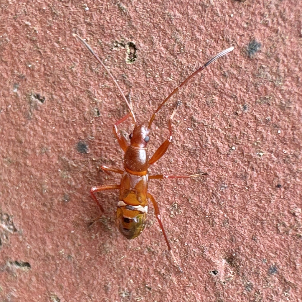 Martian Seed Bug in August 2024 by Sharon Watson · iNaturalist