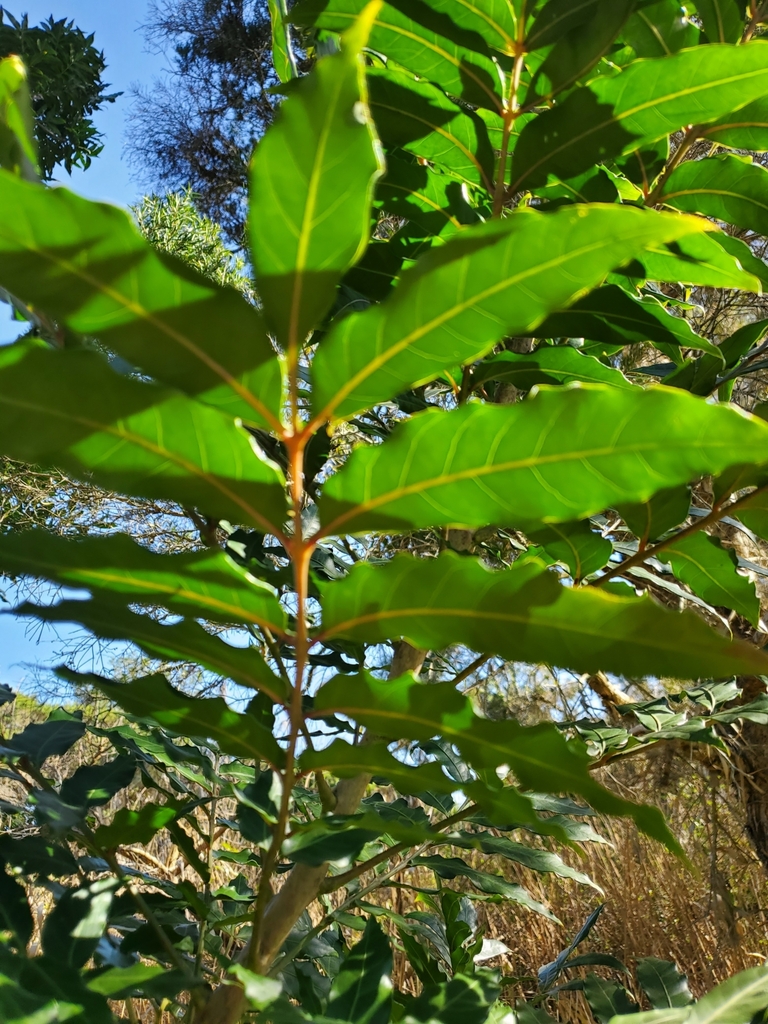 African plum from Bankstown - North-East, AU-NS, AU on August 30, 2024 ...