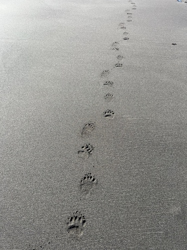 Black Bear Tracks – NatureTracking