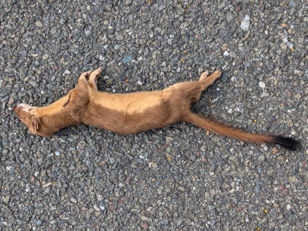 Long-tailed Weasel from Arcata, CA, USA on August 29, 2024 at 05:01 PM ...