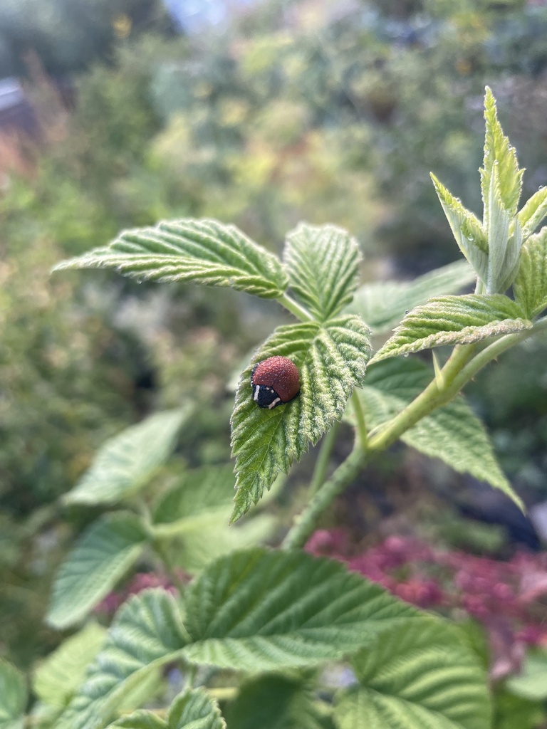 LeConte's Giant Lady Beetle from Elliott St, Longmont, CO, US on August ...