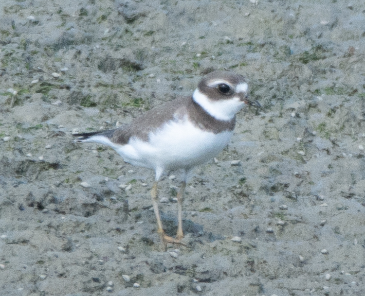 Semipalmated Plover from Auglaize County, OH, USA on August 29, 2024 by ...