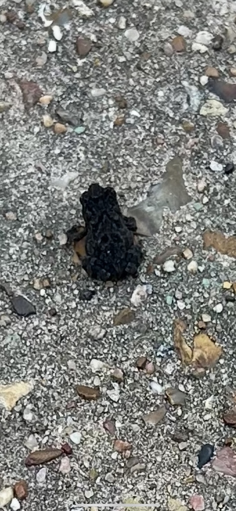 Gulf Coast Toad from Alabama Ct, Houston, TX, US on August 29, 2024 at ...