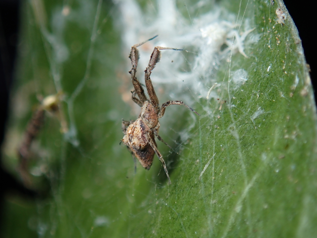 Uloborus formosanus from 804台灣高雄市鼓山區 on February 23, 2018 at 07:52 PM ...