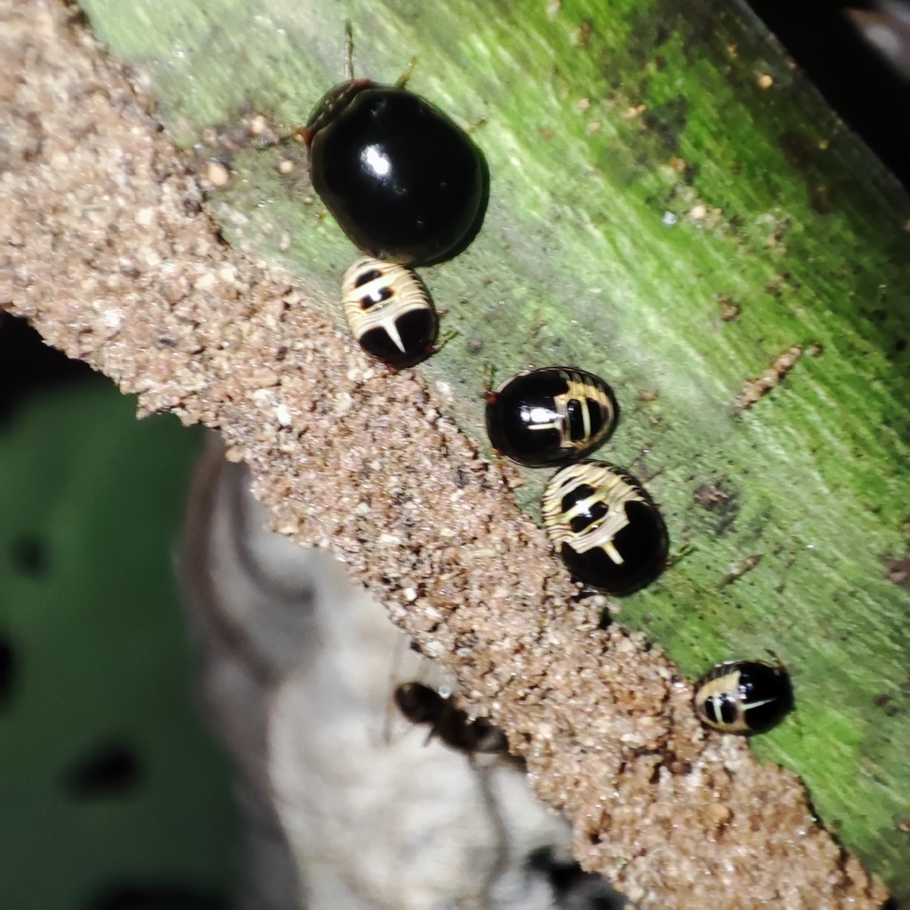 Brachyplatys subaeneus from Colón, Provincia de Colón, Panamá on August ...
