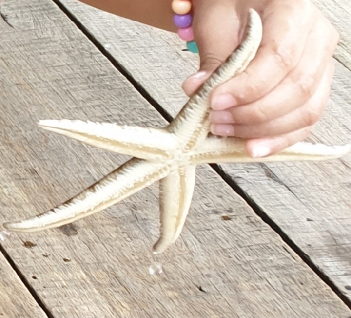 Indo-Pacific Sand Star from Việt Hải, Cát Hải, Hai Phong, Vietnam on ...