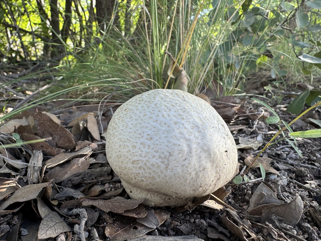 Brain puffball from Coronado National Forest, San Simon, AZ, US on ...