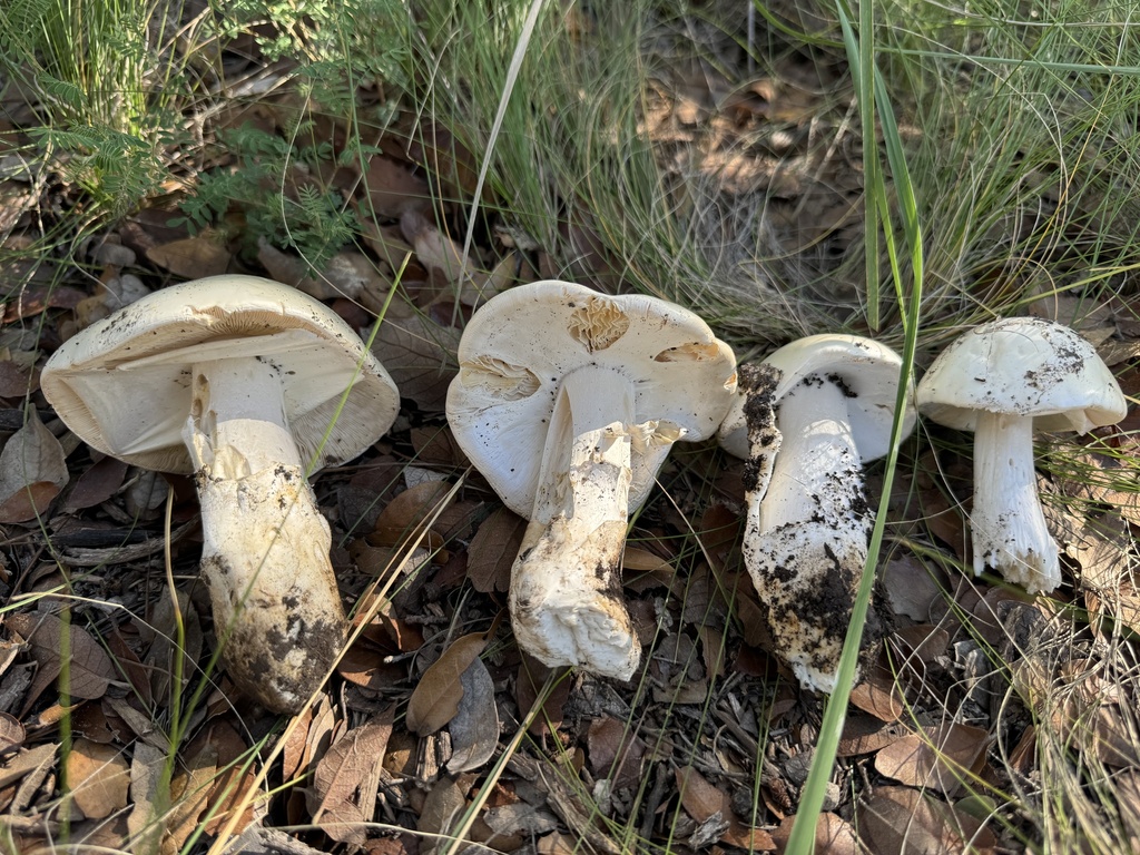 Amanita Sect. Phalloideae from Coronado National Forest, San Simon, AZ ...