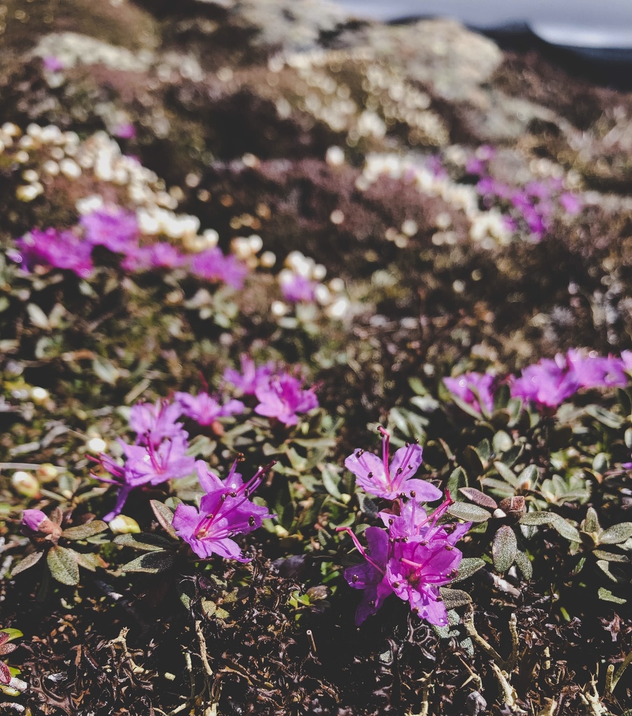 Lapland Azalea from White Mountain National Forest, Randolph, NH, US on ...
