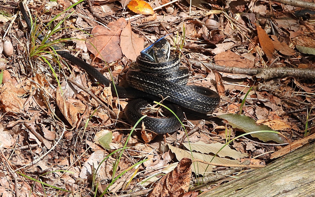 Japanese Four-lined Ratsnake from Ichiriyama, Otsu, Shiga 520-2153 ...