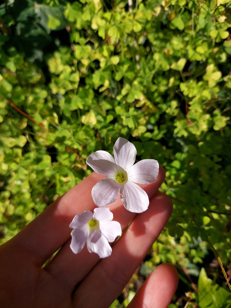 Pale pink-sorrel from Herne Bay, Auckland, New Zealand on August 30 ...