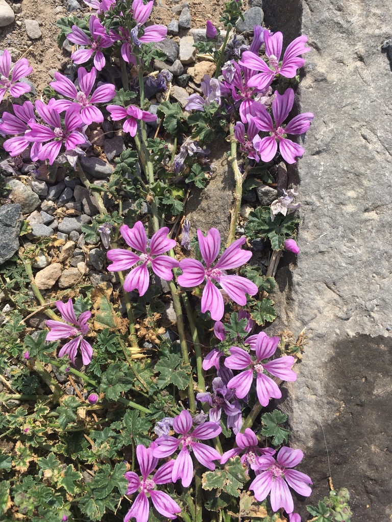 Common Mallow from Plaza del Castillo, Aínsa-Sobrarbe, Aragon, ES on ...