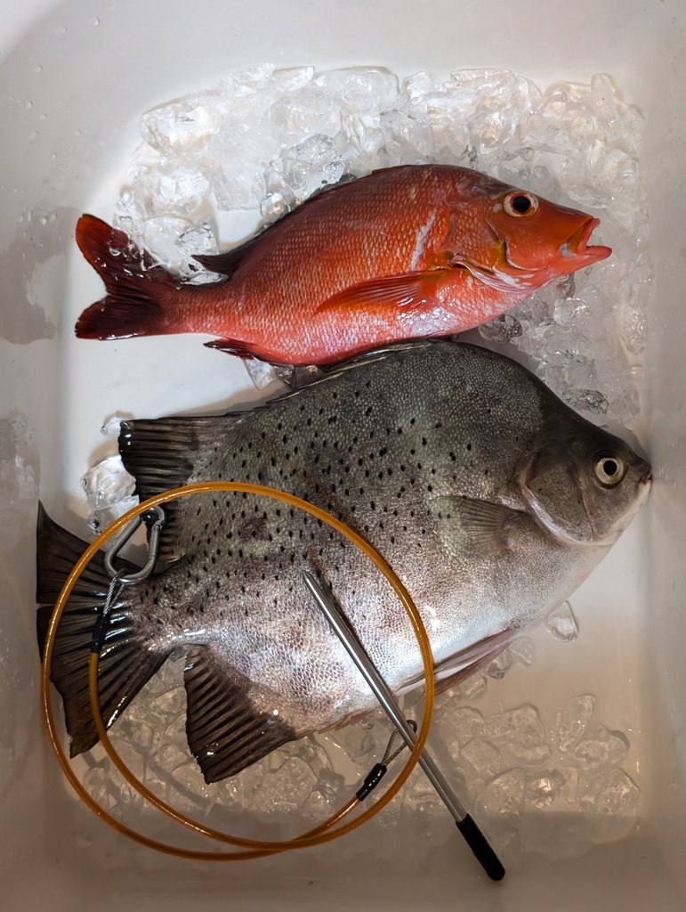 Humpback Snapper from 85-8 Kaneku, Kadena, Nakagami District, Okinawa ...