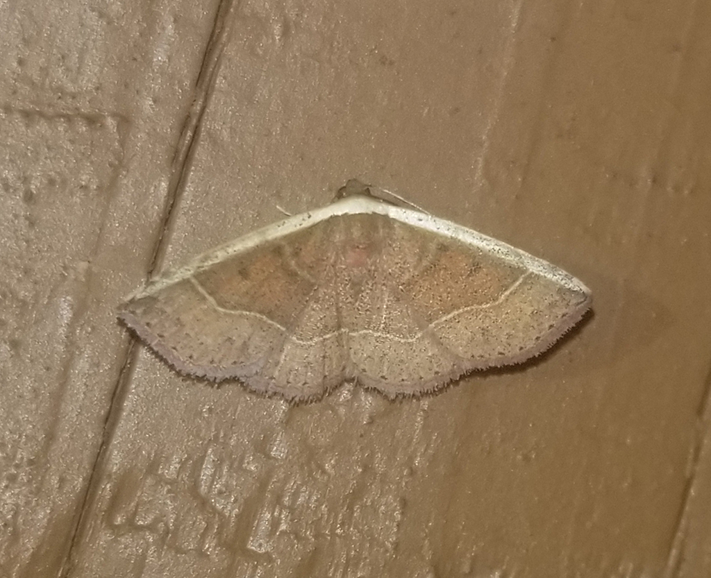 White Edge Moth from Fentress County, TN, USA on August 29, 2024 at 08: ...