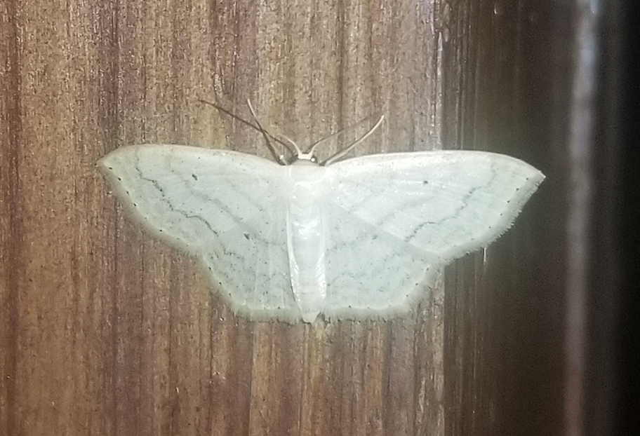 Large Lace-border Moth from Fentress County, TN, USA on August 29, 2024 ...