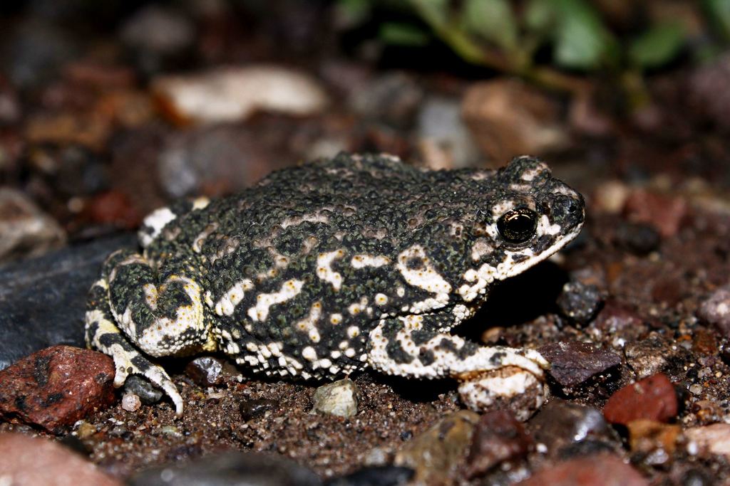 sapito mexicano (Guía de los Anfibios de Nayarit, México) · iNaturalist