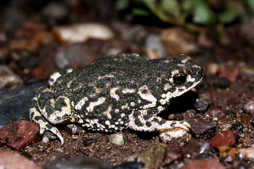 sapito mexicano (Guía de los Anfibios de Nayarit, México) · iNaturalist