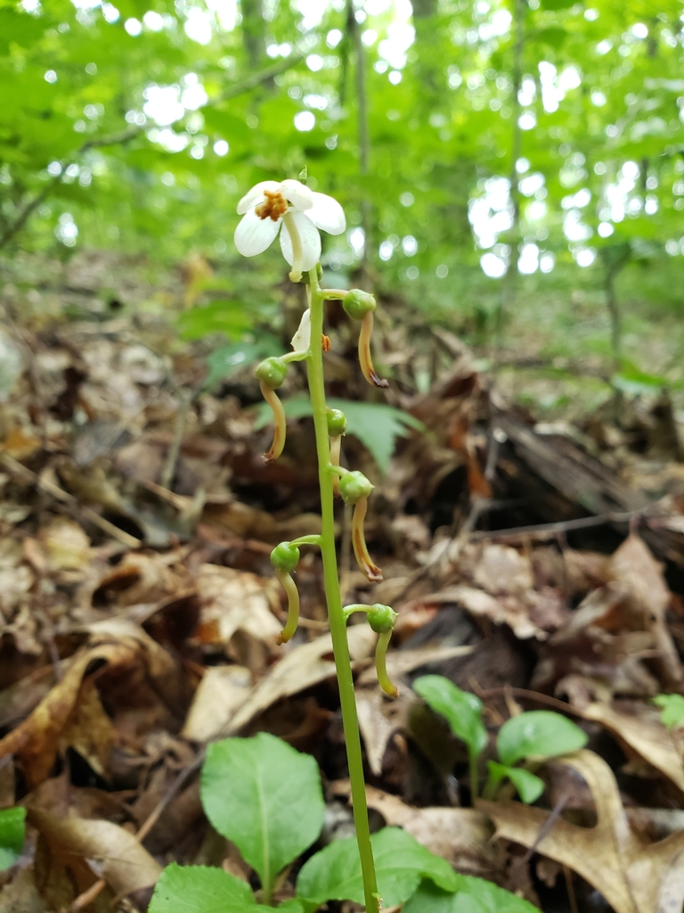 shinleaf from II, WV, USA on June 20, 2019 at 01:05 PM by Kevin Dials ...