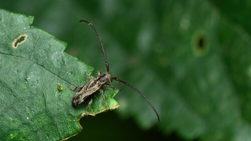 Egesina fuscolaterimaculata · iNaturalist Ecuador