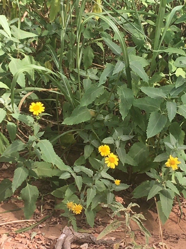 cowpen daisy from E County Road 72, Coyle, OK, US on August 30, 2024 at ...