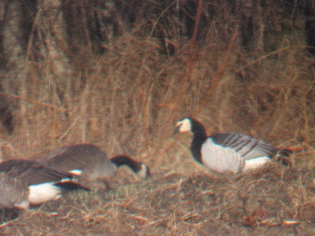 Barnacle Goose from 20 Moose Hill St, Sharon, MA, US on January 12 ...