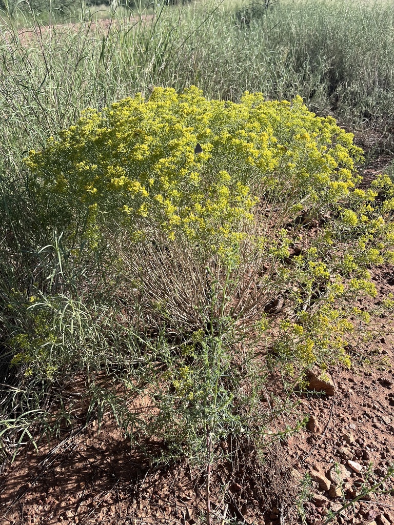 sticky snakeweed from Coronado National Forest, Nogales, AZ, US on ...