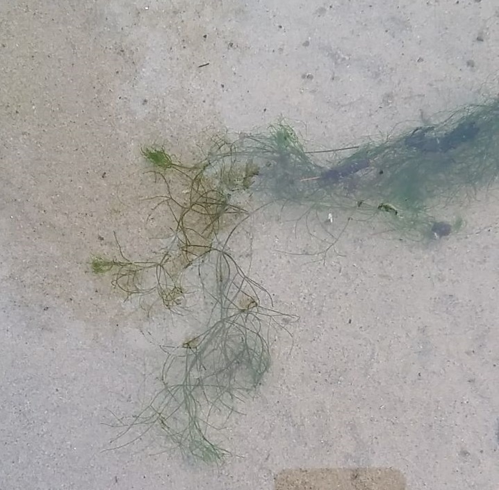 Pointed Stonewort from Змиевский район, Харьковская область, Украина on ...