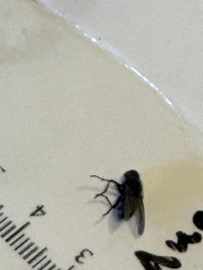 Black Blow Fly from Westford Dr, Southport, CT, US on August 30, 2024 ...