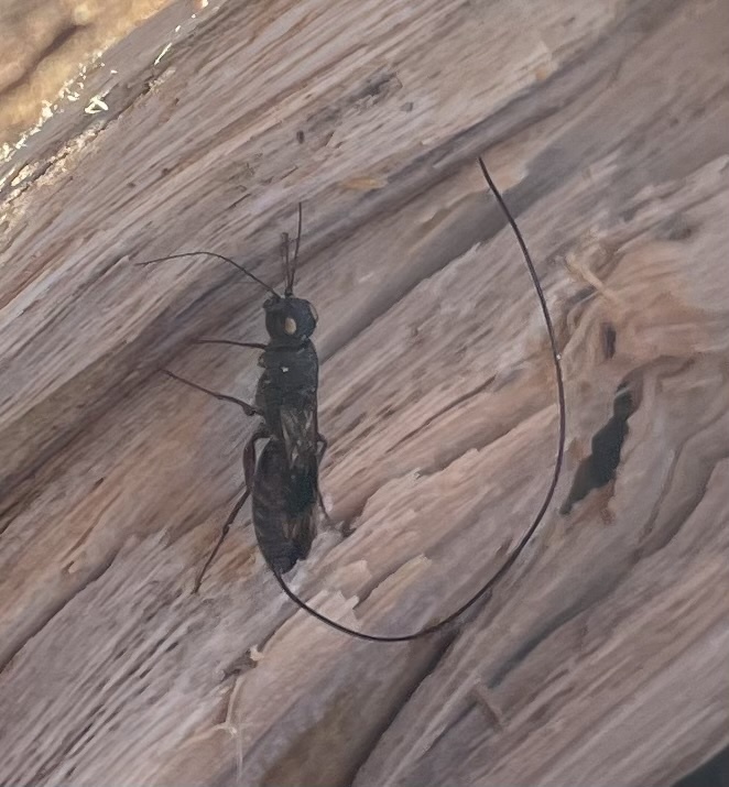 Megalyroidea from Overstrand, Greater Hermanus, WC, ZA on August 30 ...