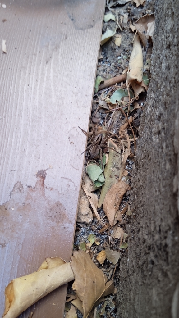 Greek Burrow-living Wolf Spider from Turkey on August 26, 2024 at 07:32 ...