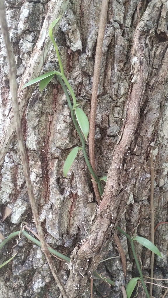 Vanilla insignis in August 2024 by Parque Madre Selva · iNaturalist