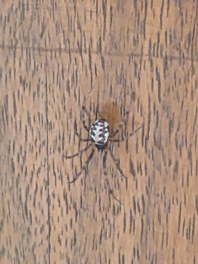 Triangulate Combfoot from Cary, NC 27519, USA on August 15, 2024 at 04: ...