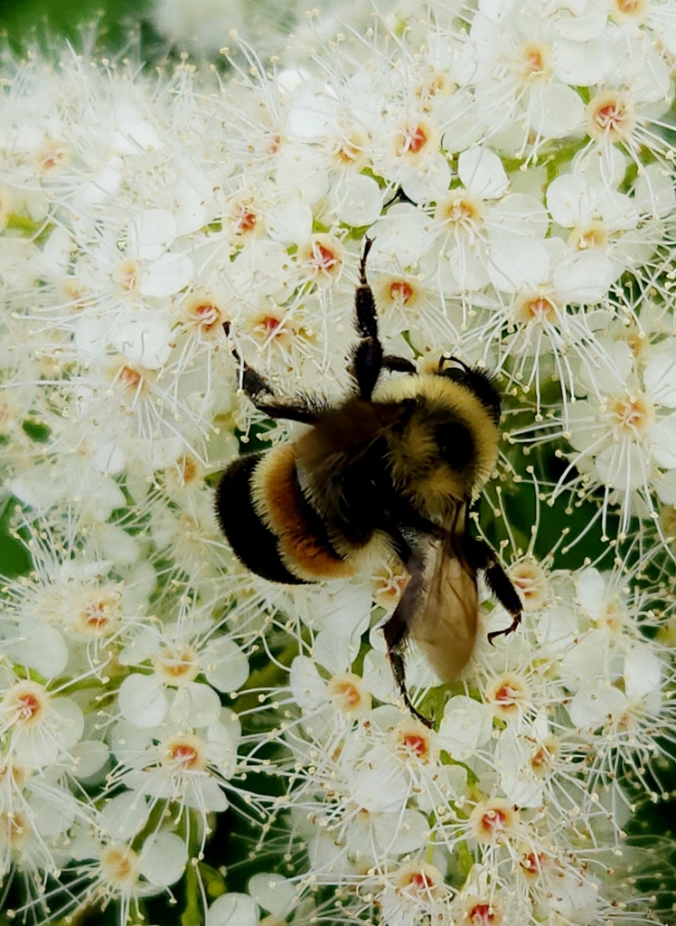 Rusty-patched Bumble Bee in July 2023 by Annie · iNaturalist