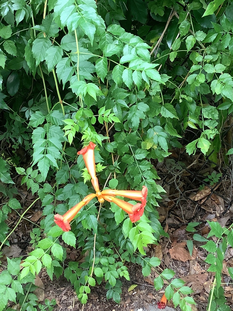 American trumpet vine from University of Florida, Gainesville, FL, US ...