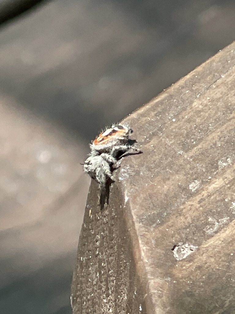 Phoenix Jumping Spider in August 2024 by LasFloresCreekSanctuary ...