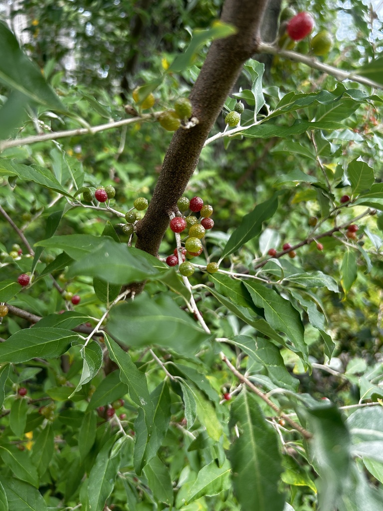 autumn olive in August 2024 by Alyssa Hennessey · iNaturalist