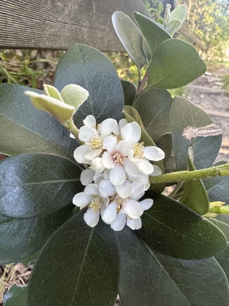 Sexton's Bride from Beach St, Huskisson, NSW, AU on August 31, 2024 at ...