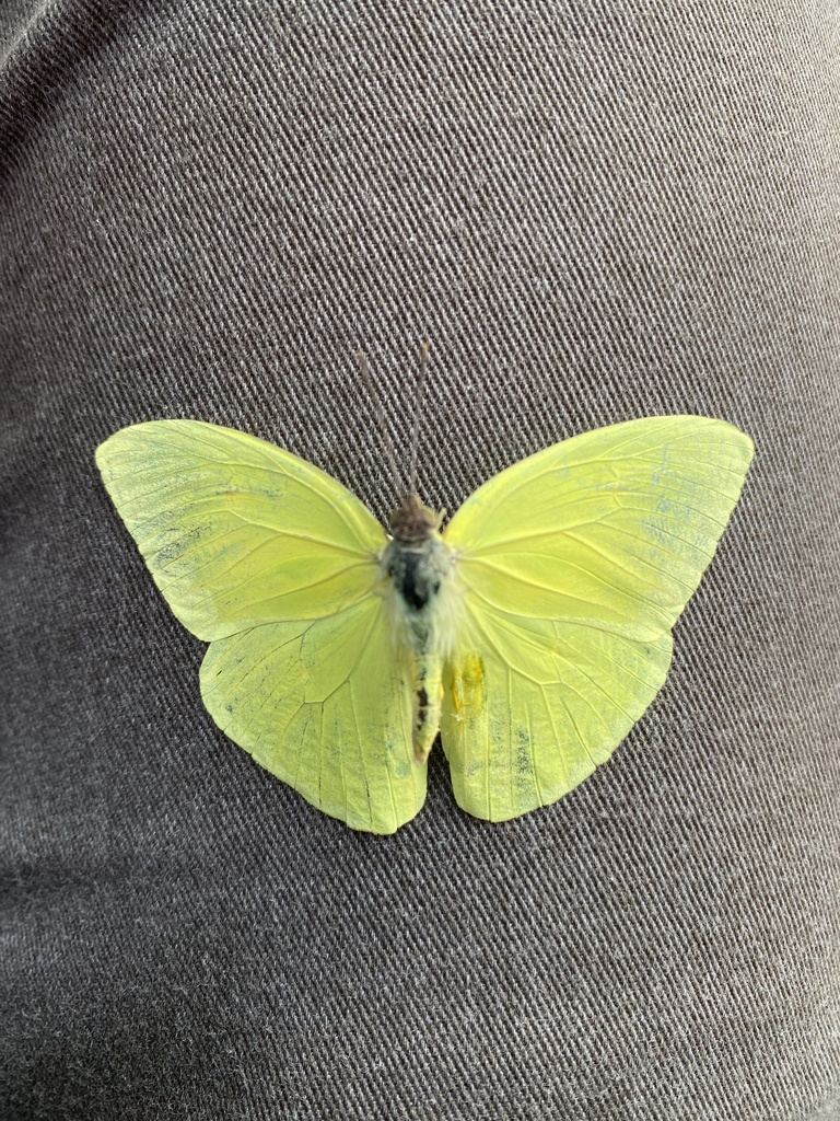 Statira Sulphur from Avenida Jesús García, Estacion Bamoa, Sin., MX on ...