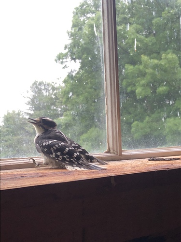 Photo 42536175, (c) Jonathan Trouern-Trend, all rights reserved ...