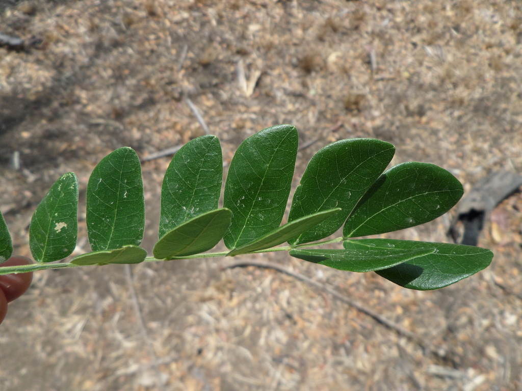 Cenízaro (Arjona Entre El Tamarindo Y El topotoropo) · iNaturalist