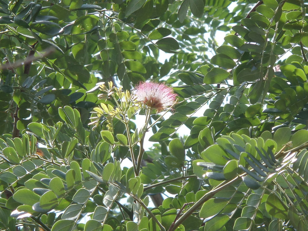 Cenízaro (Arjona Entre El Tamarindo Y El topotoropo) · iNaturalist